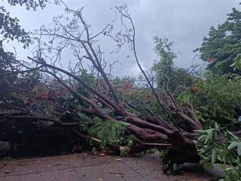 တာမွေမြို့နယ်တွင် မိုးသည်းထန်စွာရွာသွန်းပြီး လေပြင်းတိုက်ခတ်ခဲ့မှုက