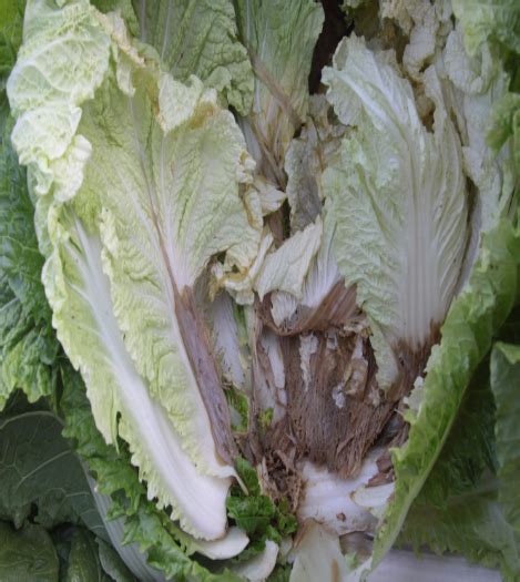 배추 무름병 원인 및 대책 방법 알아보기