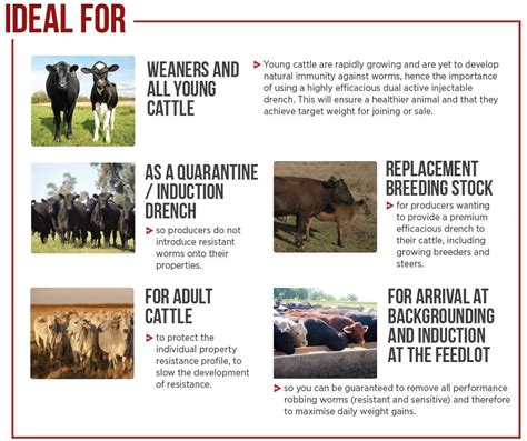 Introducing Dectomax V Now Available Beef Central