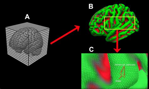 Freesurfer Tutorial 1 Basic Terms — Andys Brain Book 10 Documentation