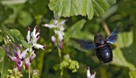 How To Kill Black Bees Garden Guides