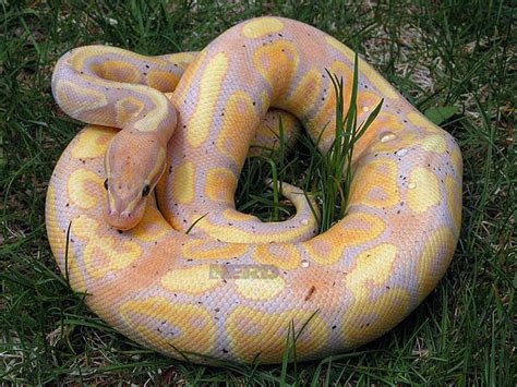Coral Glow Morph List World Of Ball Pythons