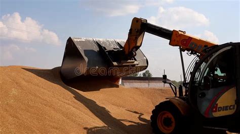 Loader Bucket Loading Grain Close Up Big Heap Of Grain Corn In A Warehouse At Food Factory