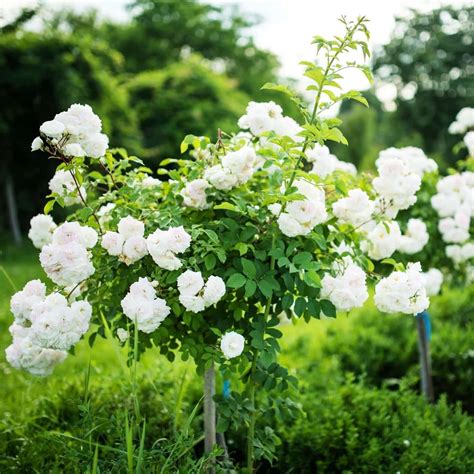 White Iceberg Tree Rose Plants Express