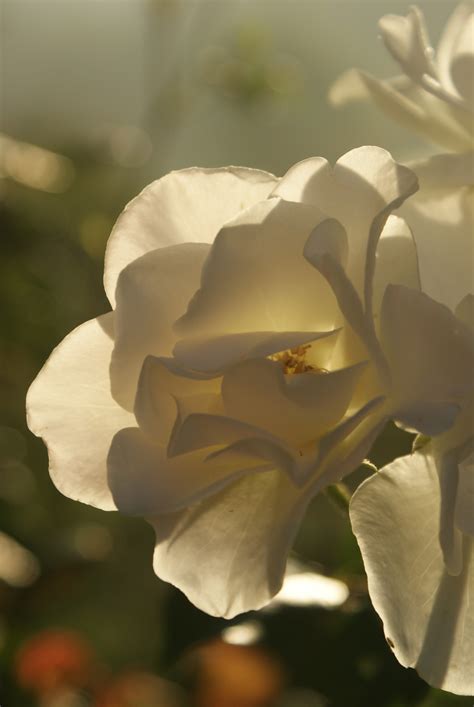 무료 이미지 자연 분기 화이트 사진술 햇빛 꽃잎 장미 꽃 식물학 노랑 플로라 닫다 관목 향기 야생 장미 뒷등 매크로 사진 꽃 피는 식물