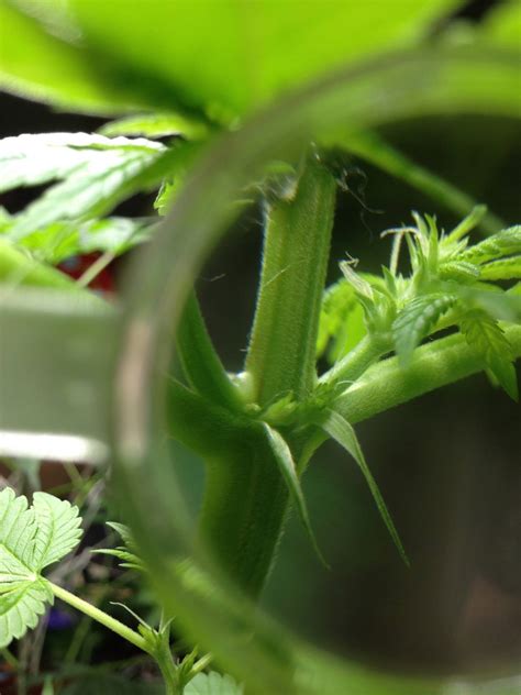 Help Sexing Cannabis Cultivation Growery Message Board