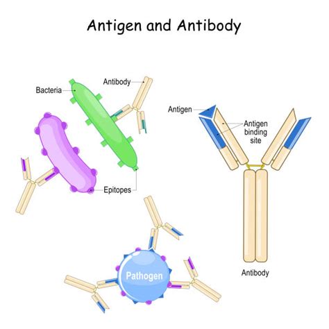 8 300 Antibody Stock Illustrations Royalty Free Vector Graphics