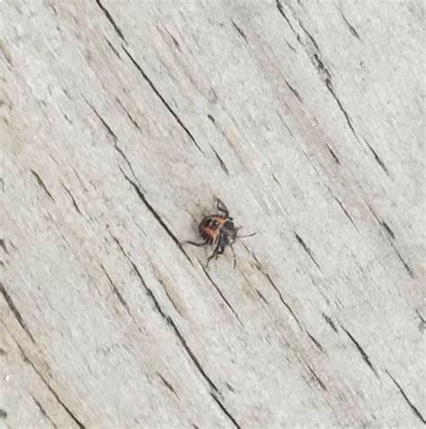 Possible Predatory Stink Bug Nymph Sw Pa Rwhatsthisbug
