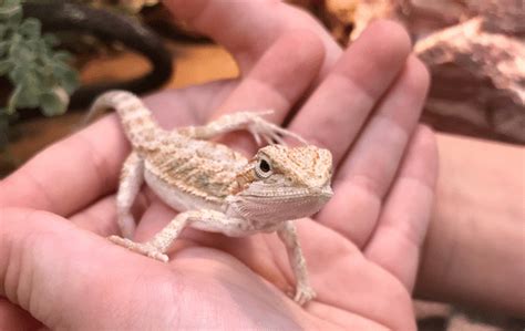 Sexing Your Bearded Dragon Exoticdirect