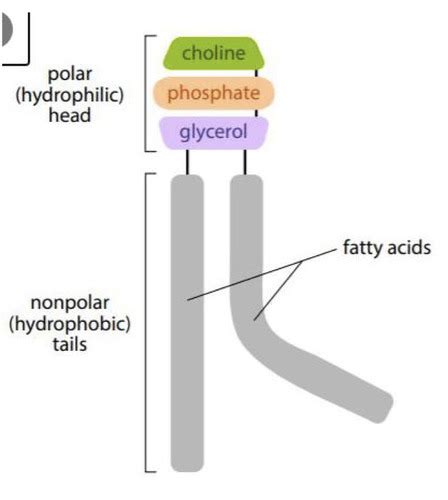 Lipids Flashcards Quizlet