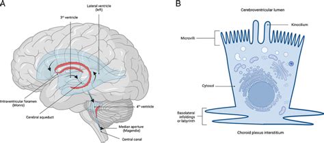Overview Of The Brain Ventricles And The Choroid Plexus A A Download Scientific Diagram