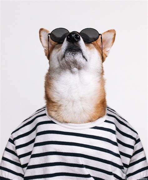 Симпатичная собака в солнечных очках Скачать фото на аву животные собаки солнцезащитные очки