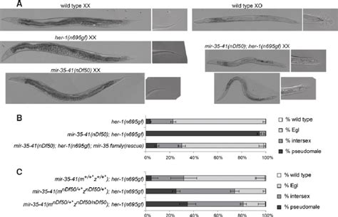 Mir Are Required For Proper Sex Determination In Hermaphrodites Download Scientific
