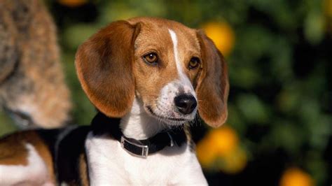 American Foxhound Price Temperament Life Span