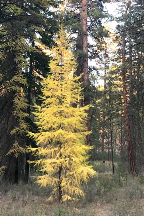 Western Larch Needles