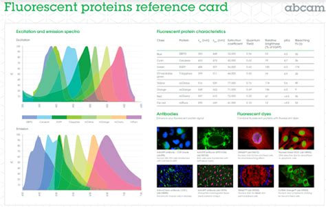 Choosing The Right Fluorophores For Your Experiment Abcam