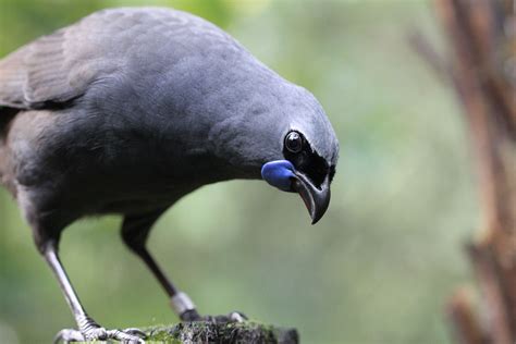 Protecting The Kōkako Wwf New Zealand