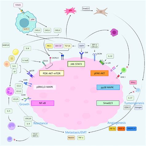 Summarized Potential Inflammatory Pathways That May Be Involved In