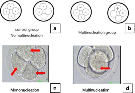 Analog Diagram Of Embryo Without Multinucleation A Analog Diagram Of