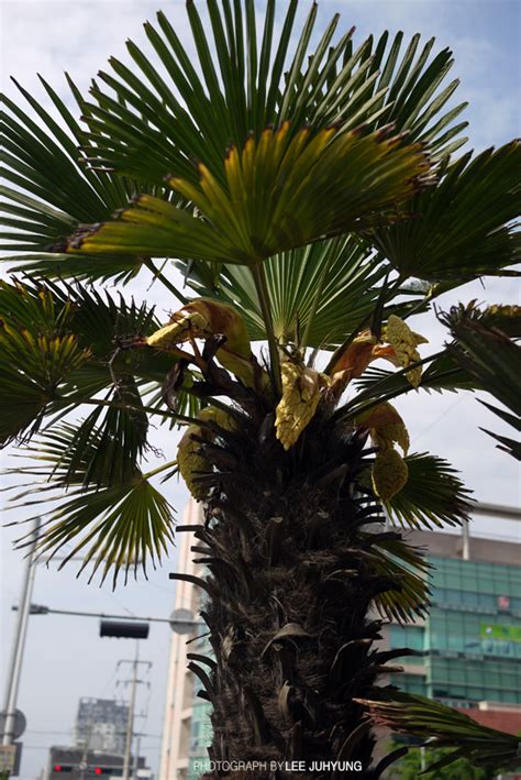 제주도야자수 종려나무왜종려당종려워싱턴야자 네이버 블로그