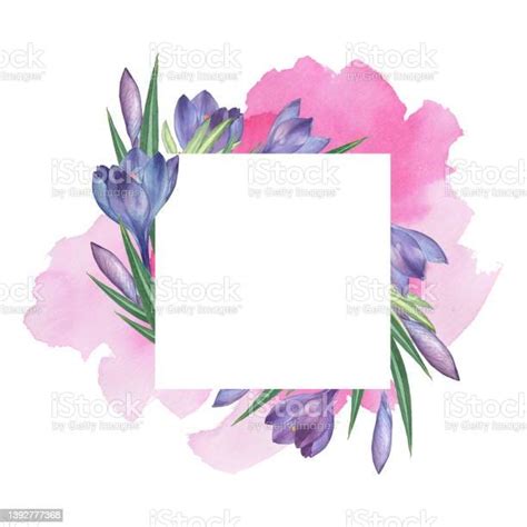 크로커스 9 수채화 꽃 프레임 수채화 그림 손으로 그리기 흰색에 고립 됨 0명에 대한 스톡 벡터 아트 및 기타 이미지 0명 꽃 식물 꽃꽂이 Istock
