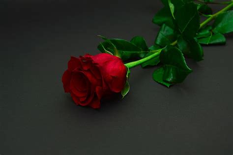kırmızı gül Çiçek açmak gri yüzey fotoğraf çiçek Çiçekler Piqsels