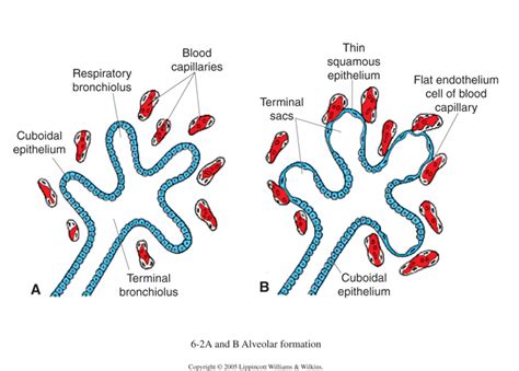 Maturation Of The Lungs Embryology Of The Respiratory System