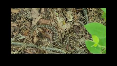 산에서 만난 친구 Youtube