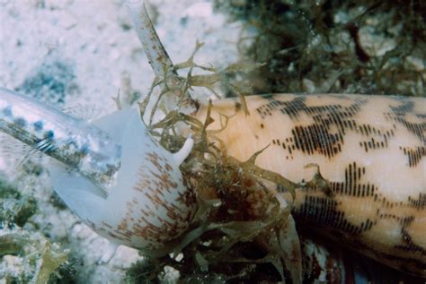 Harpoon Cone Snail Sting