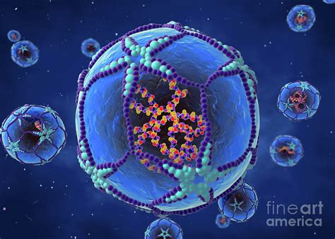 Mengo Encephalomyocarditis Virus By Roger Harris Science Photo Library
