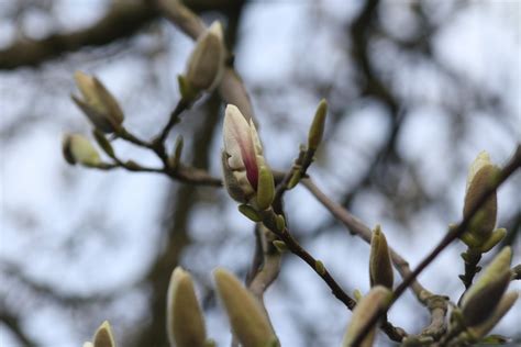 Free Images Tree Nature Branch Blossom Snow Winter Leaf Flower