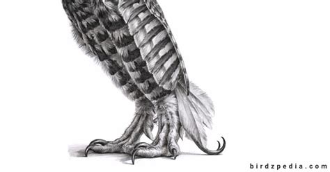 Owl Legs Anatomy And The Science Behind Silent Predators Secret Weapon