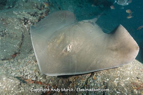 Roughtail Stingray Pictures