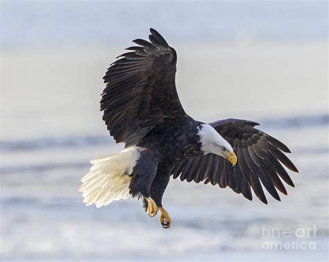 Bald Eagle Landing Photograph By Dale Erickson Pixels