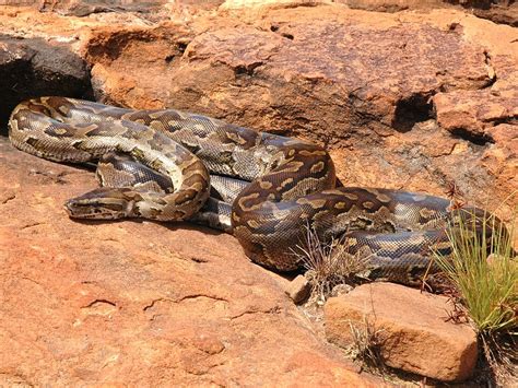 Python De Seba Description Du Serpent Photos Instinct Animal
