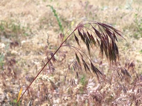 Noxious Weed Resources — Mesa Conservation District