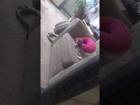 Oh Man Spunkers Youtube