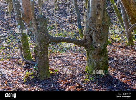 Two Trees Connected With A Branch Growing In Both Stock Photo Alamy