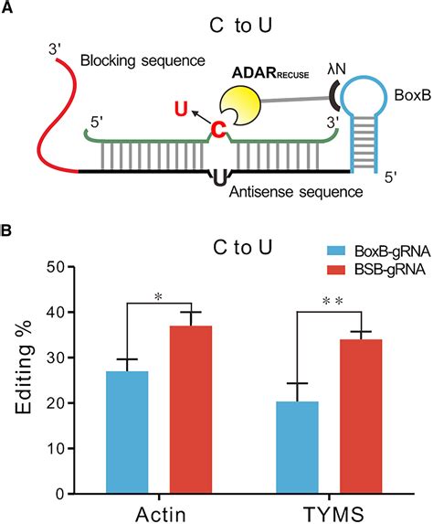 Enhancing Rna Editing Efficiency And Specificity With Engineered Adar2 Guide Rnas Molecular