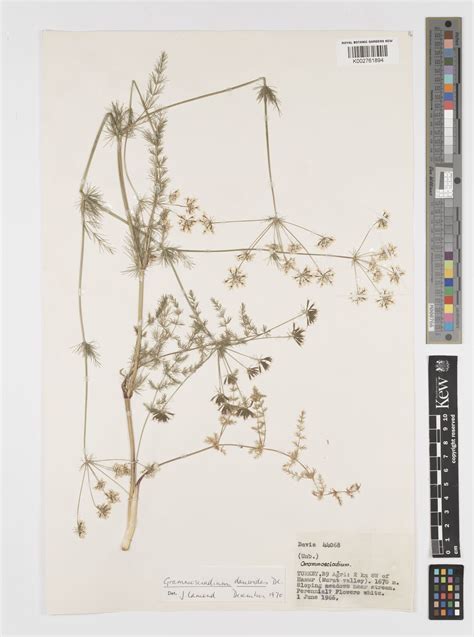 Grammosciadium Dc Plants Of The World Online Kew Science