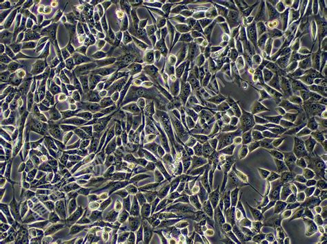 小鼠胚胎成纤维细胞；nih3t3（种属鉴定） 上海富衡生物科技有限公司