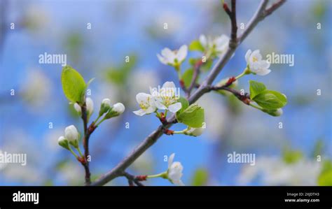 Slow Motion Fresh Pink Flowers White Flowers On A Tree Tree Branch