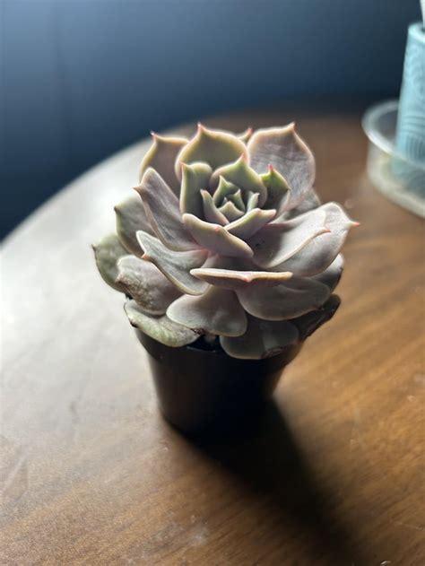 Chop Question Is This Too Much Stem Or Not Enough Rsucculents