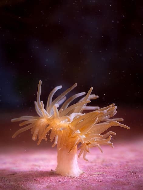 Premium Photo Sea Anemone