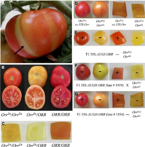 Phenotypes Of The Orr Ds Mutation And Complementation Of The Phenotype