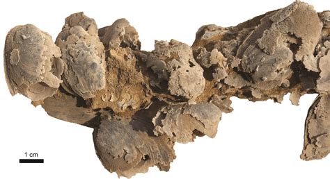 Archived Fossil Of The Month Kentucky Geological Survey University Of Kentucky