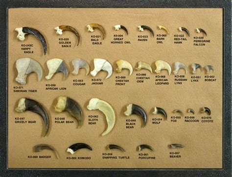 Size Of Various Animal Claws Rinterestingasfuck
