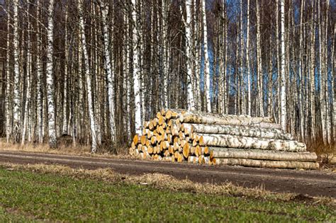 갓 자른 자작나무 통나무 더미 숲 도로에서 나무 농장 벌목 천연 자원 및 삼림 경제의 개념 경제에 대한 스톡 사진 및 기타 이미지 Istock