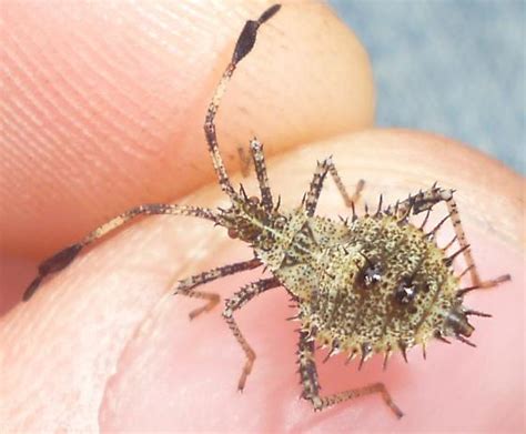 Euthochtha Galeator Bugguide Net