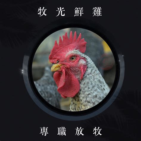 牧光鮮雞 「你們的雞蛋真的不會有腥味嗎？」